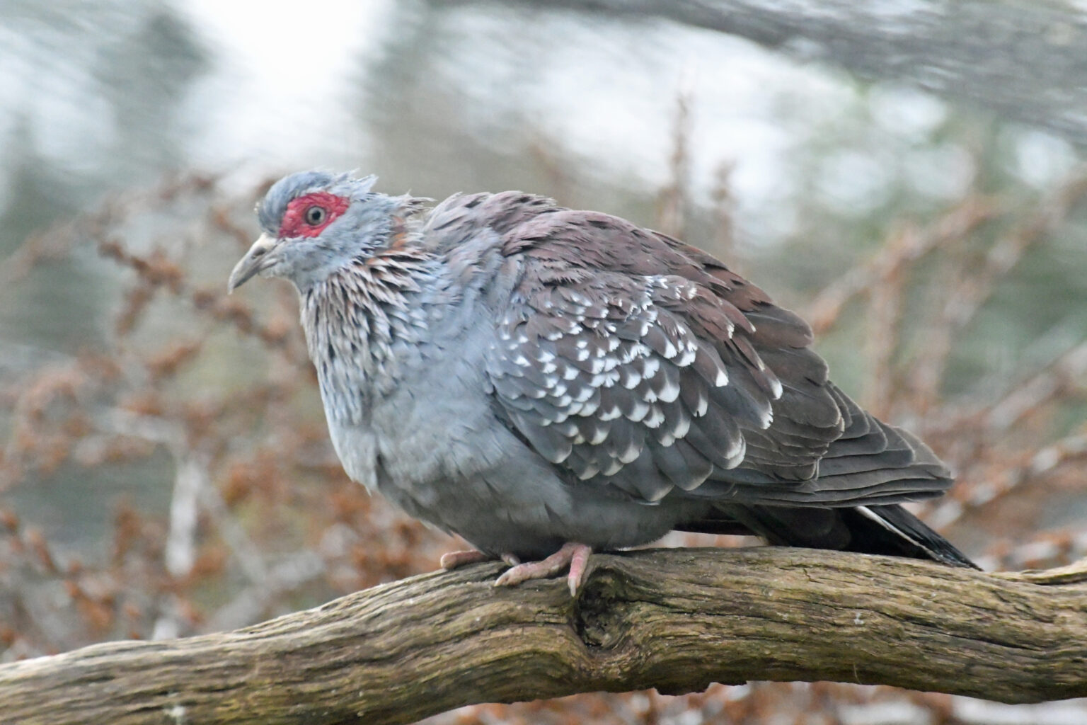 The Speckled Pigeon at Cotswold Wildlife Park - Backyard Poultry